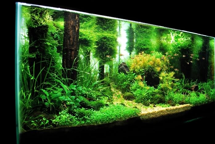 水族造景焦點人物：Josh Sim | 香港水族網