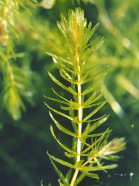 C4 水草的光合作用 | 香港水族網