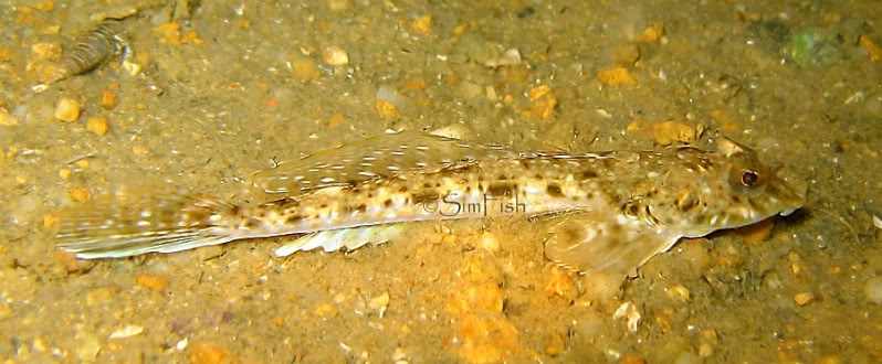 龍尾彎棘斜棘魚銜 Repomucenus curvicornis | 香港水族網