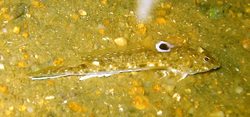 龙尾弯棘斜棘鱼衔 Repomucenus curvicornis | 香港水族网